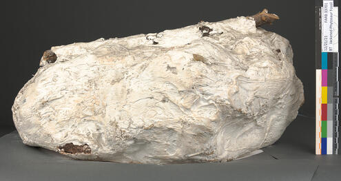Conservation Case Studies - Jacketed Fossil Specimens | AMNH
