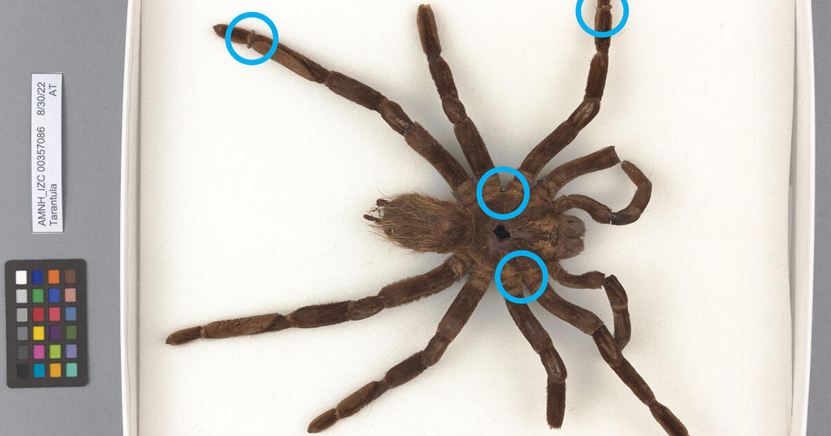 Collections Core - Spiders | AMNH