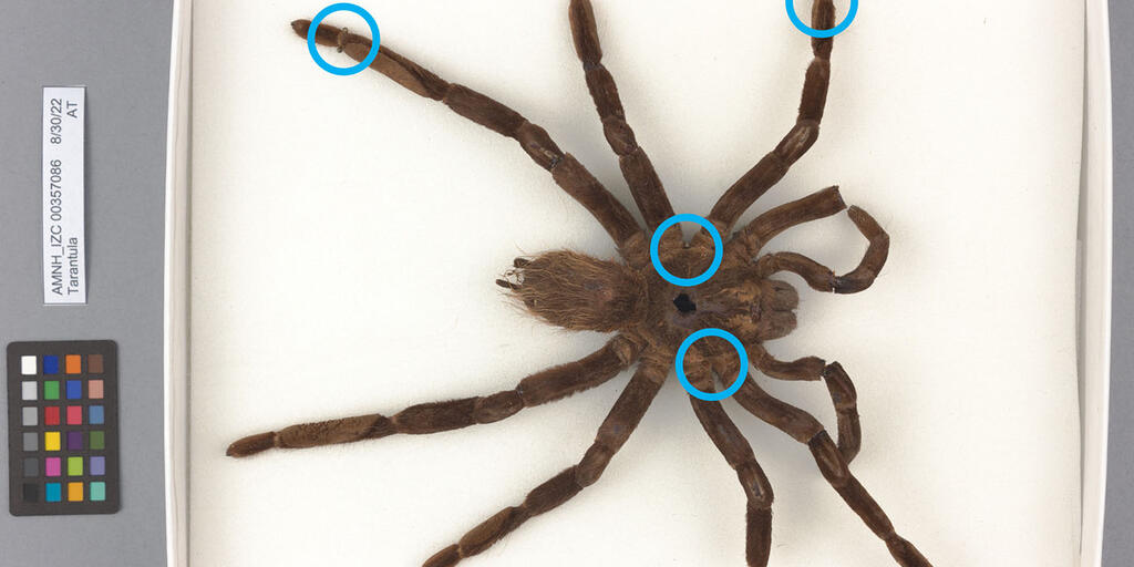 tarantula vertebrate