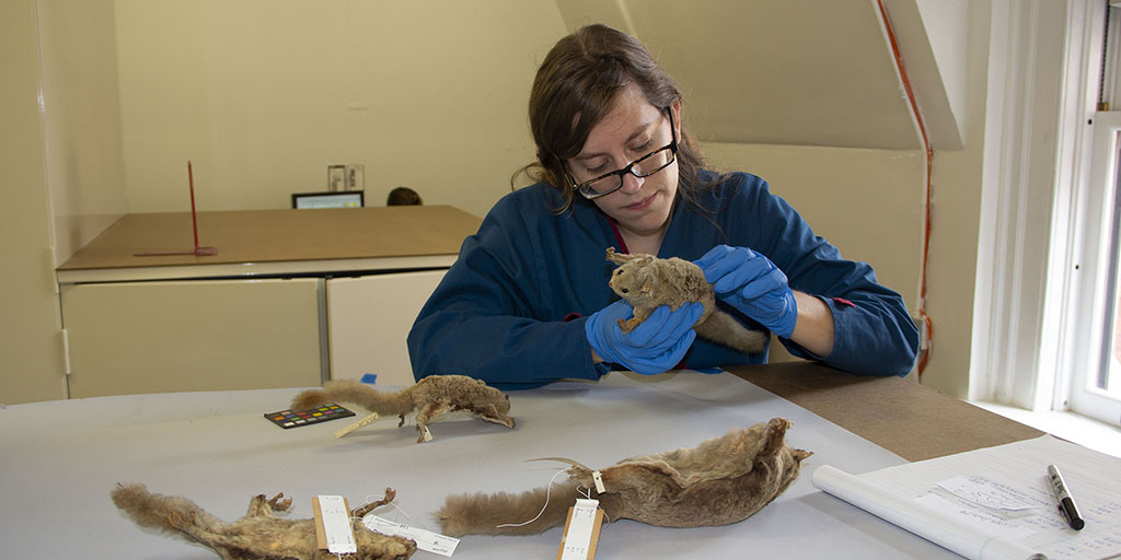 Conservation Methodologies: Condition Reporting | AMNH