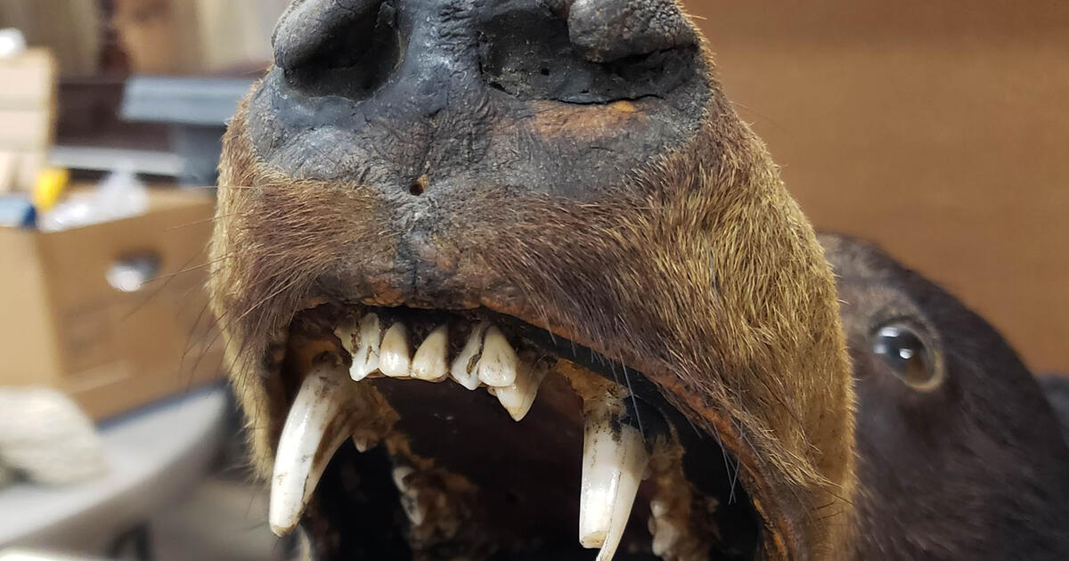 Agents of Deterioration | AMNH