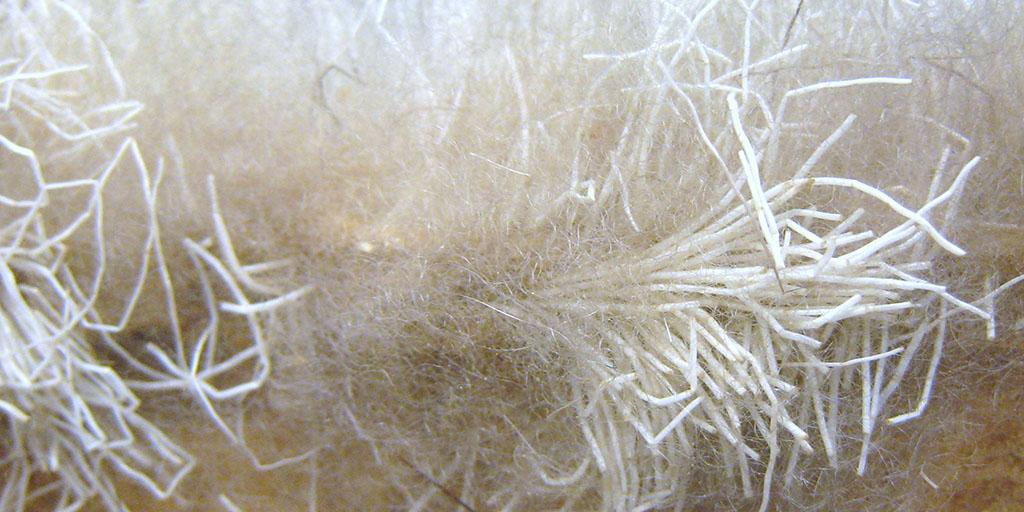 Fur and Feathers: Composition and Structure | AMNH