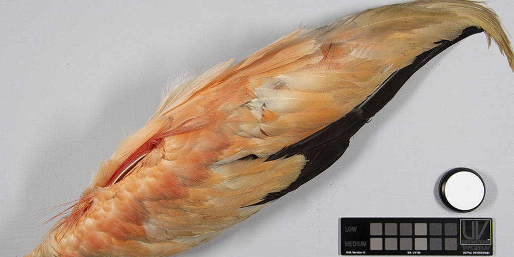 Examination and Analysis: Feathers and Fur | AMNH