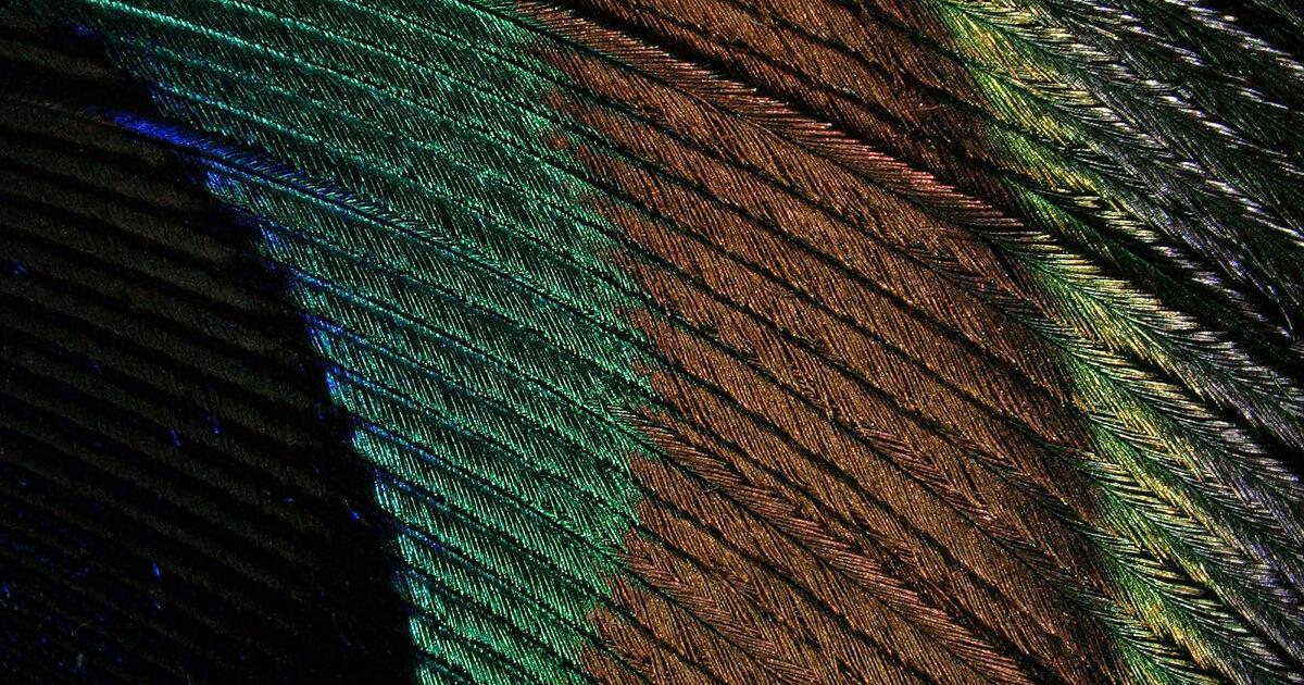 Science Conservation: Conservation by Material Type | AMNH