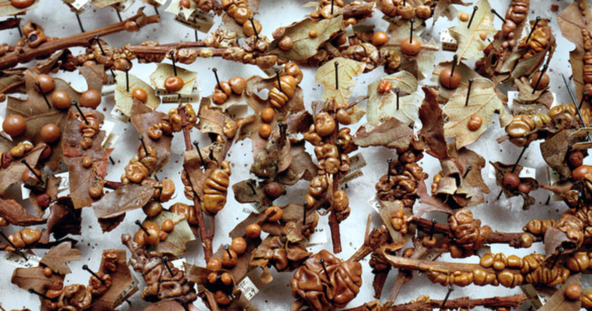 Natural Science Collections | AMNH