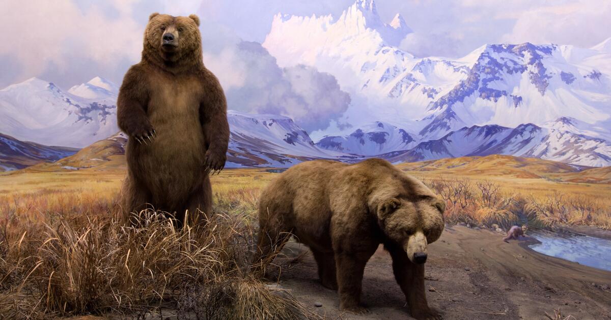 Science Conservation | AMNH