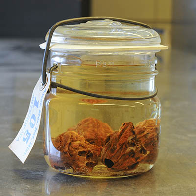 The Value of Scientific Collections | AMNH