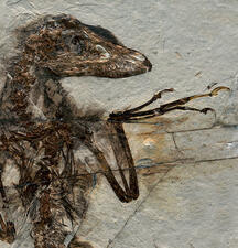 Mick Ellison, Illustrator and Photographer | AMNH