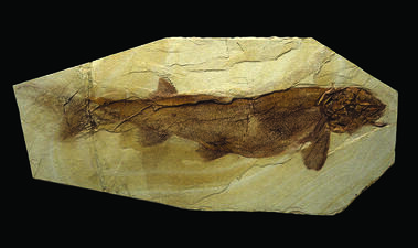Mick Ellison, Illustrator and Photographer | AMNH