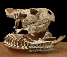 Mick Ellison, Illustrator and Photographer | AMNH