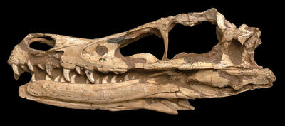 Mick Ellison, Illustrator and Photographer | AMNH