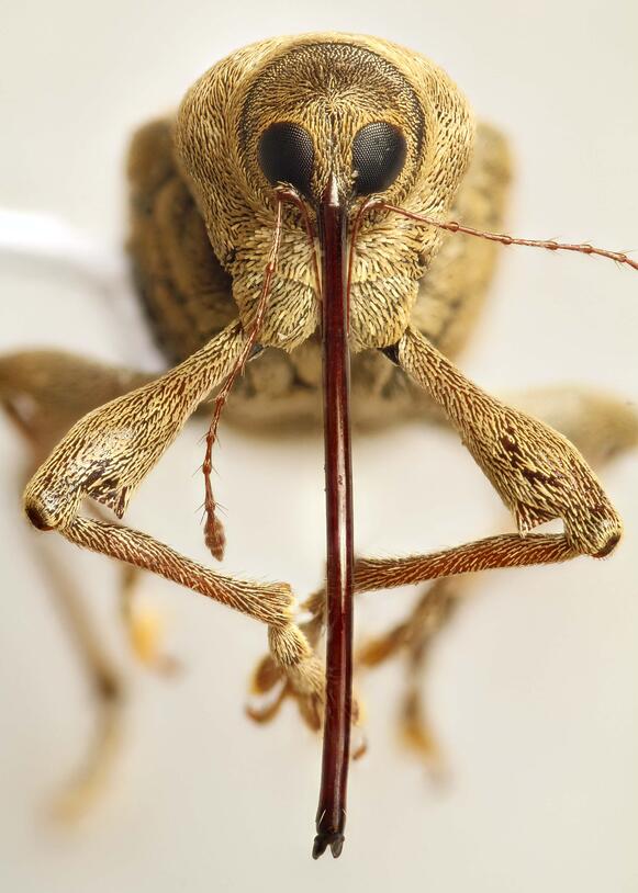 Course: Weevils | AMNH