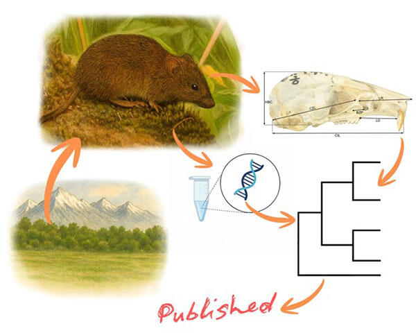 REU Undergraduate Internships | Richard Gilder Graduate School