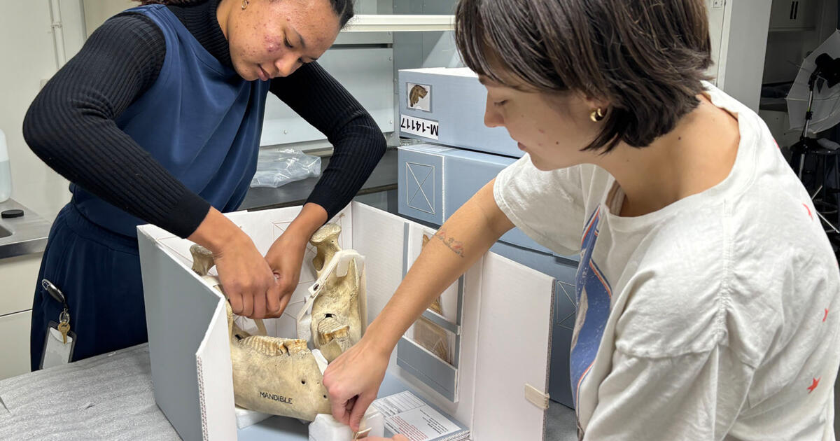 Elephants and Bovids Project Team: Conservation, Digitization | AMNH