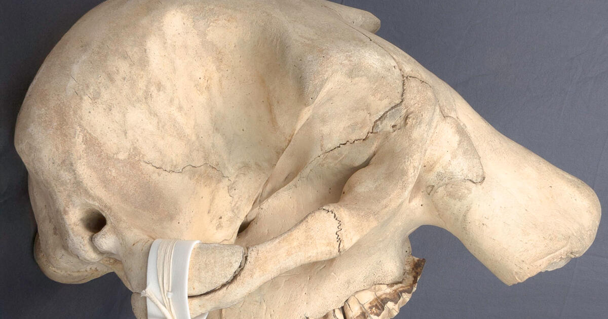 Science Conservation: Elephant and Bovid Specimens | AMNH