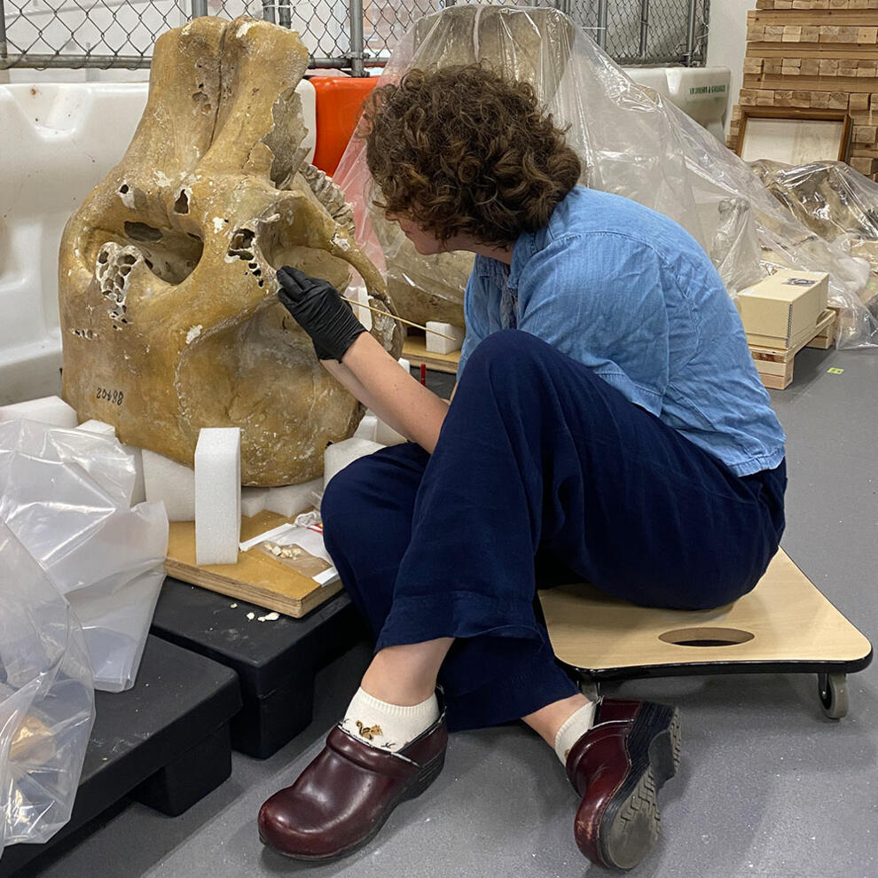 Elephants and Bovids Project Team: Conservation, Digitization | AMNH