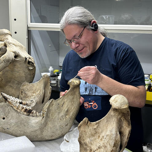 Elephants and Bovids Project Team: Conservation, Digitization | AMNH