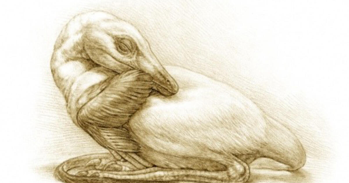 First Ever Fossil of Sleeping Dinosaur Found in China | AMNH