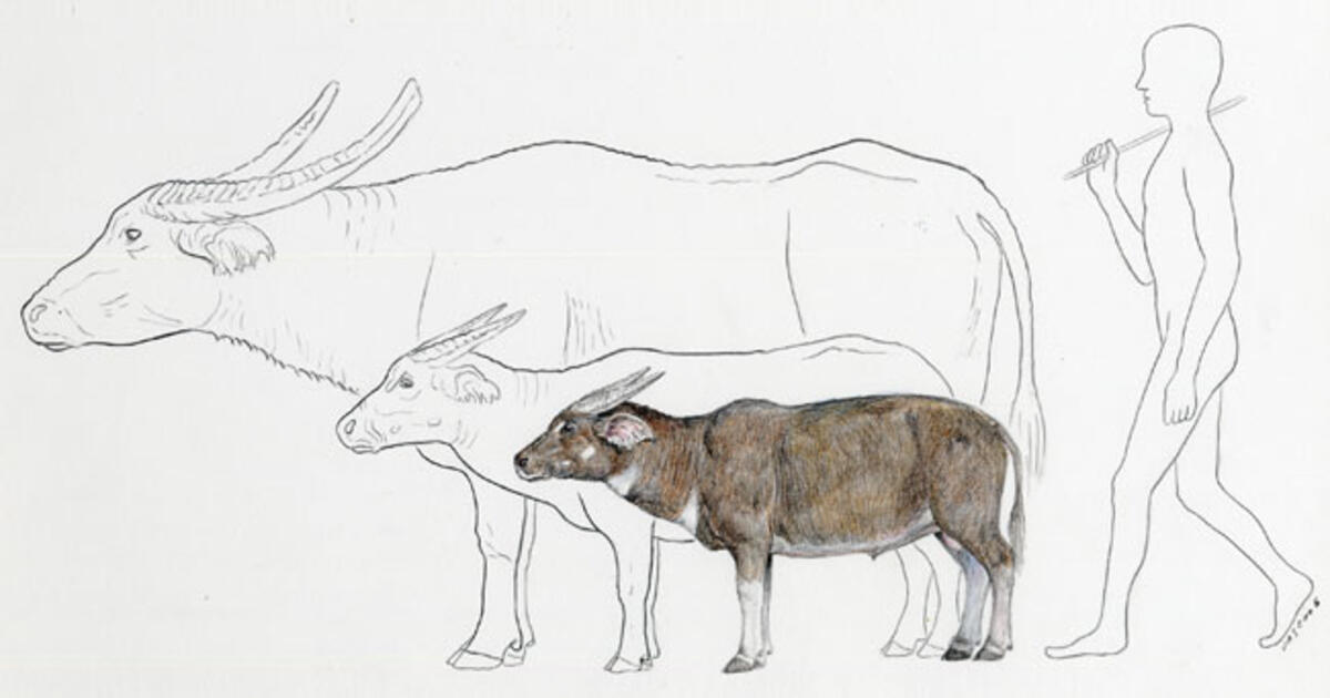 New Dwarf Buffalo Species Discovered in the Philippines | AMNH
