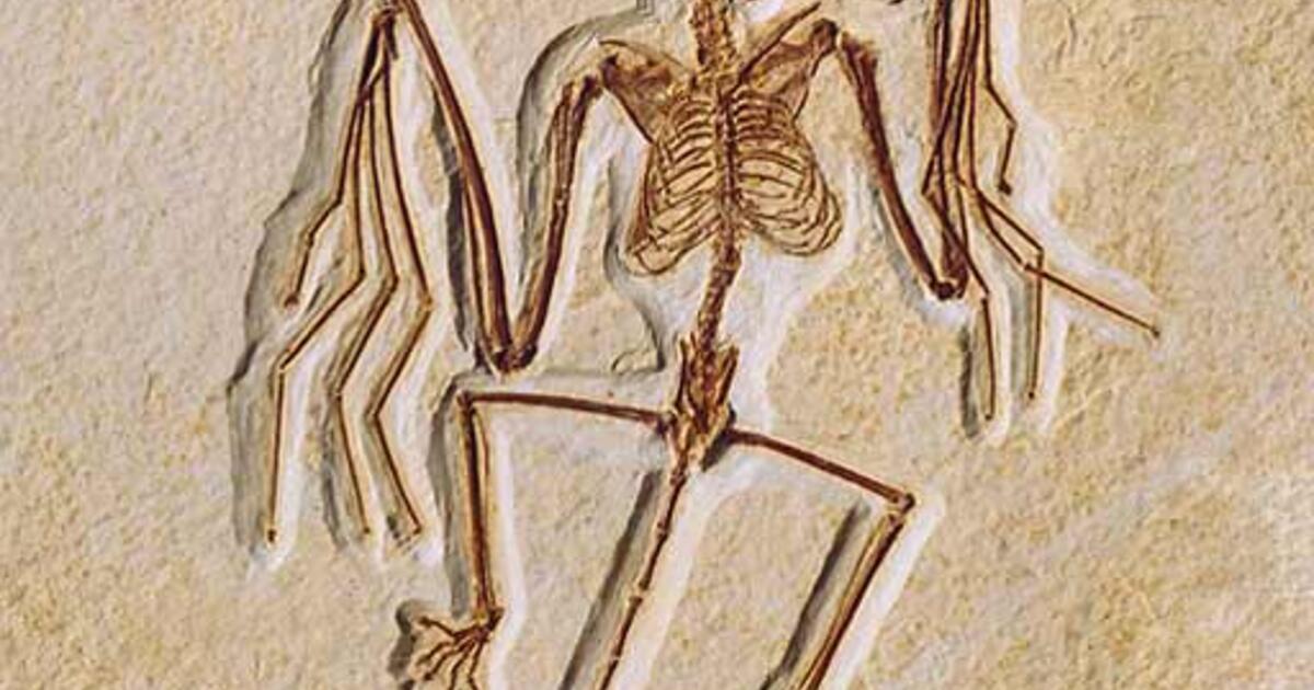 Bats Evolved Flight Before Echolocation | AMNH