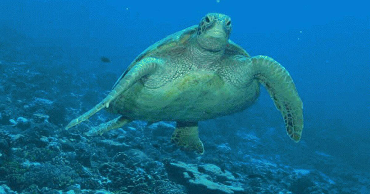 Evolutionary History of Threatened Sea Turtles | AMNH