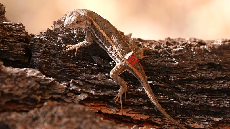 Researcher Information: Southwest Research Station | AMNH