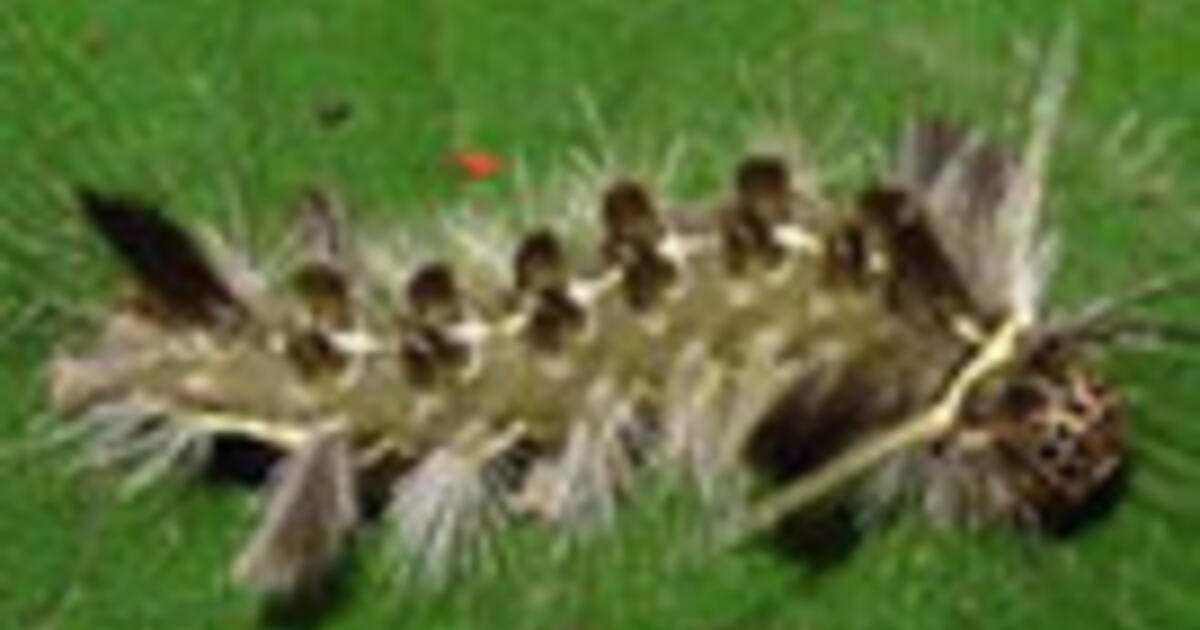 USFWS Procedures | AMNH