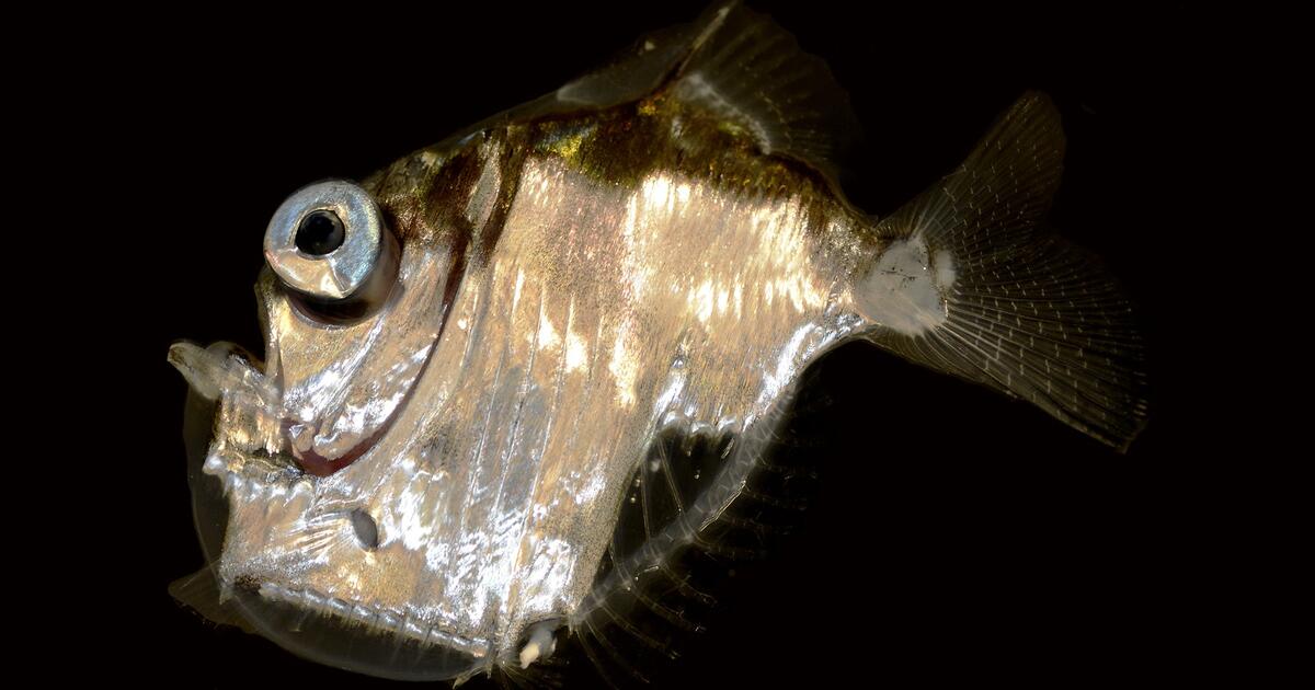 Ichthyology, Collection, Database | AMNH