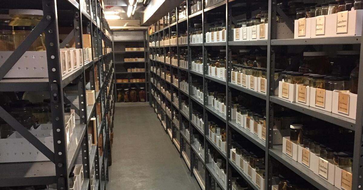 Collection, Loans, Visits, Statistics, Scope, Policies | AMNH