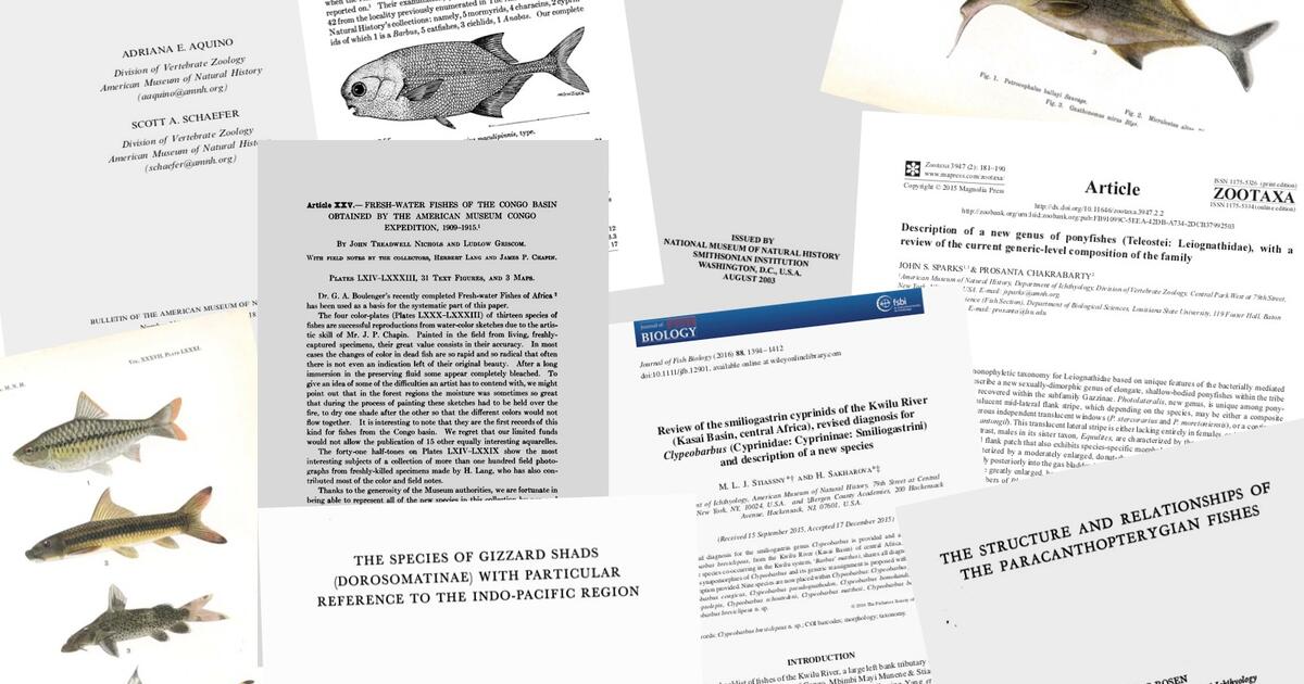 Publications, Ichthyology, Fishes, Research | AMNH