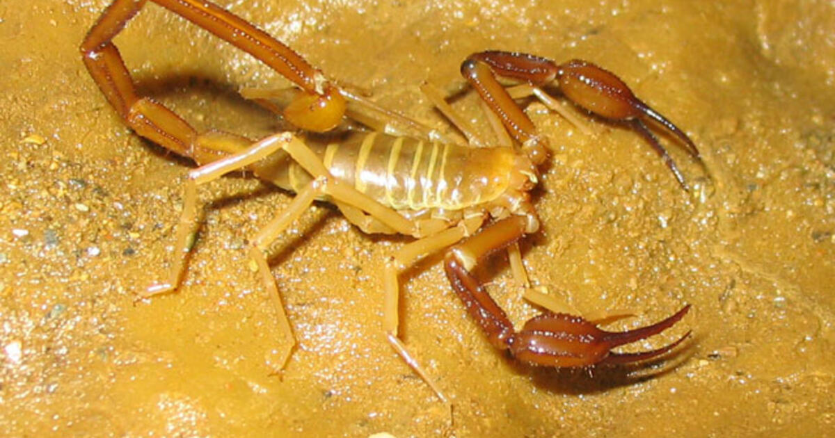 Phylogenetic Analysis of Mexican Cave Scorpions Suggests Adaptation to ...