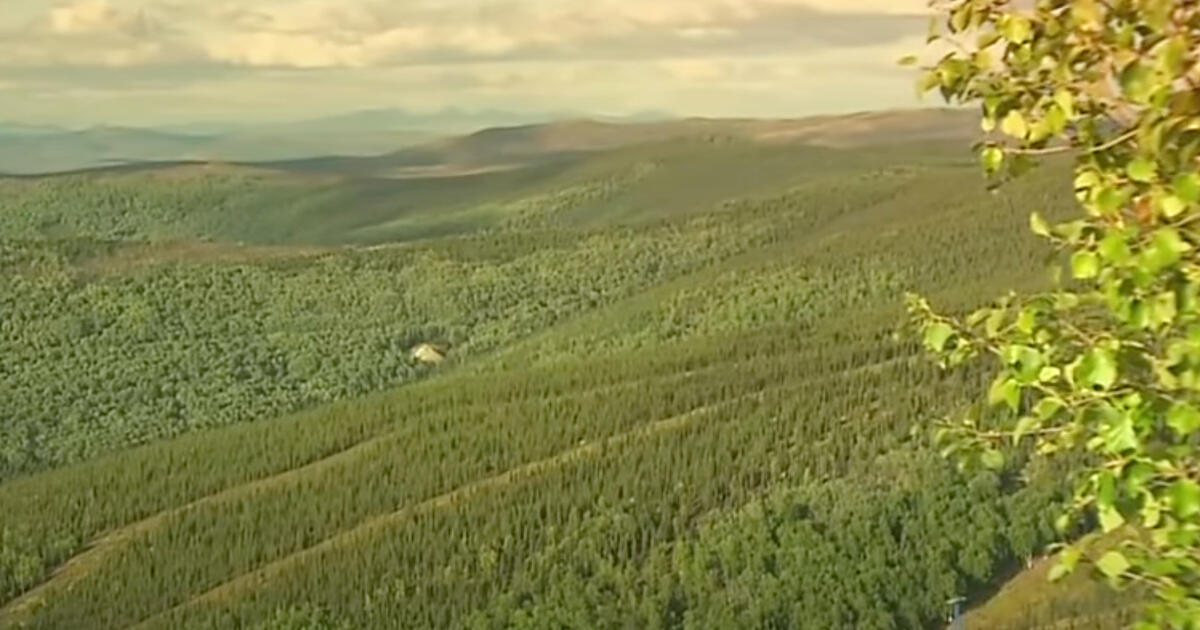 Alaska's Boreal Region: The Ecology of Climate Change | AMNH