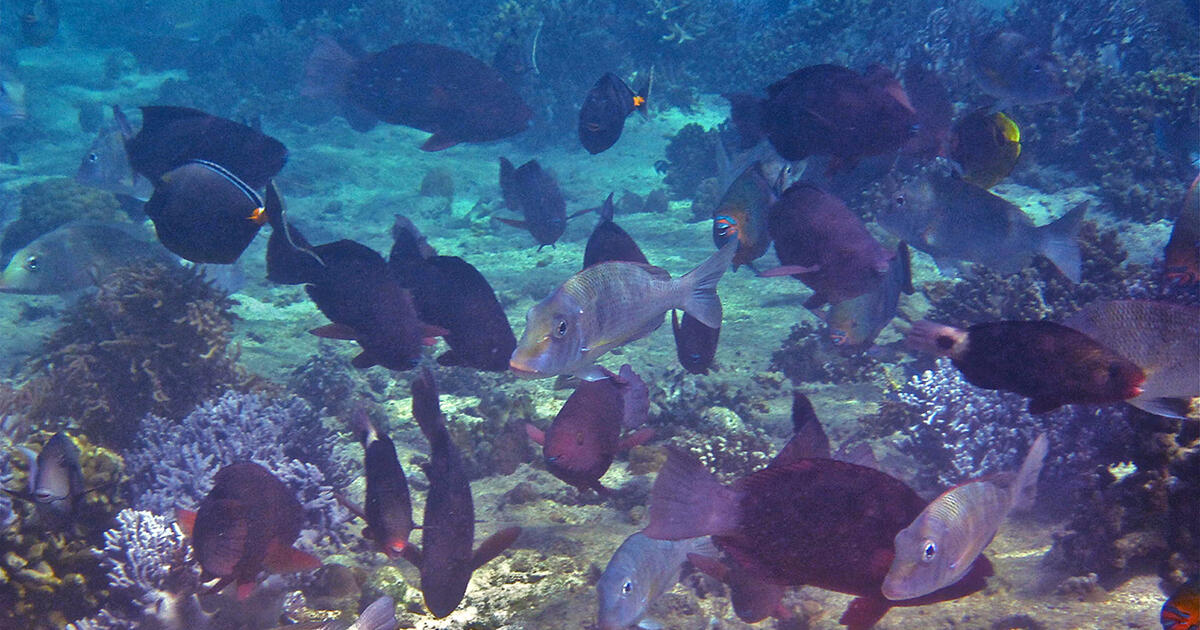 Algae-Eating Reef Fishes Protect Coral | AMNH