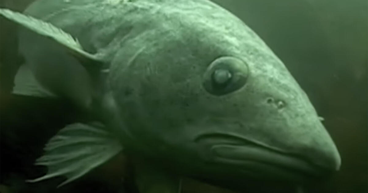 Overfishing in the Georges Bank | AMNH