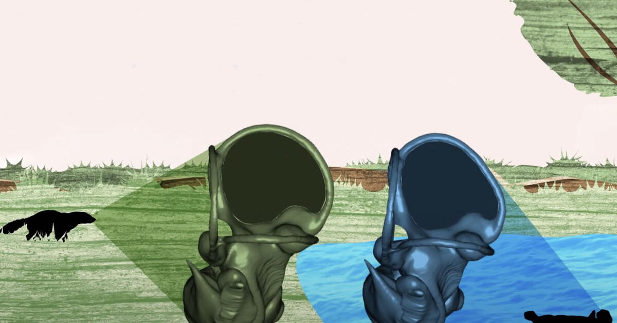 When Did Otters, Seals and Sea Lions Take to Water? | AMNH