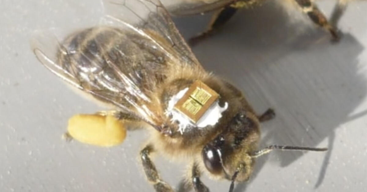 Neonicotinoids: Bee Deaths Linked to Nicotine Pesticides | AMNH