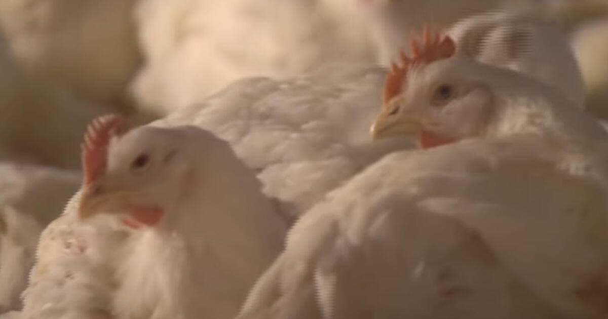 Avian Flu: Jumping the Species Barrier | AMNH