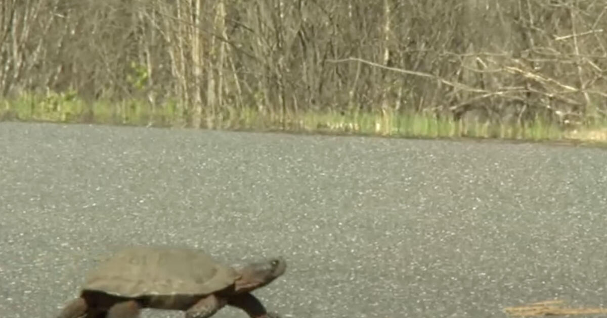 Declining Turtle Populations: Suburban Sprawl and Roads | AMNH