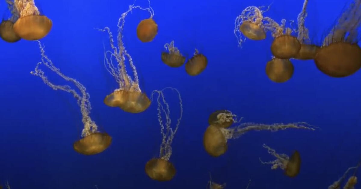 how to make jellyfish glow in the dark