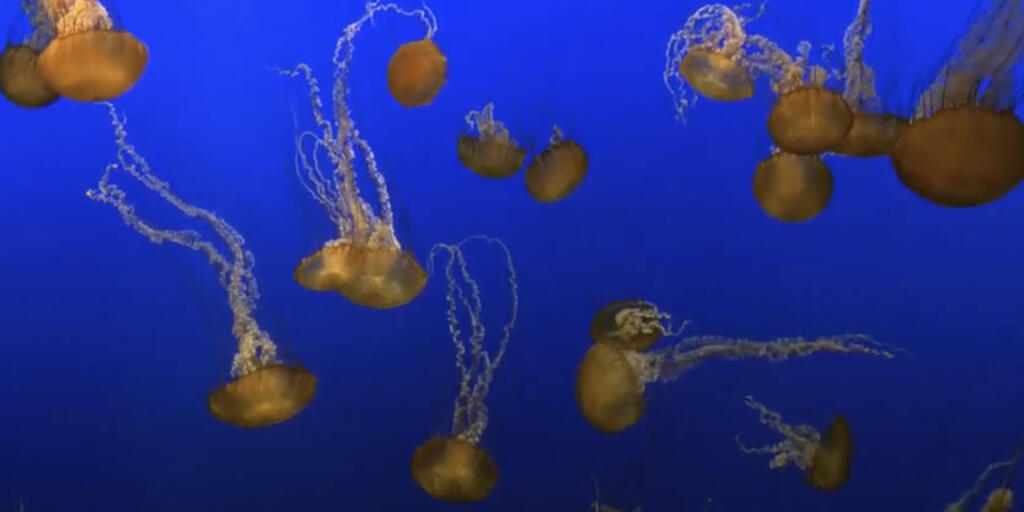 Underwater Jellyfish Jellyfish Could Be One Marine Creature That