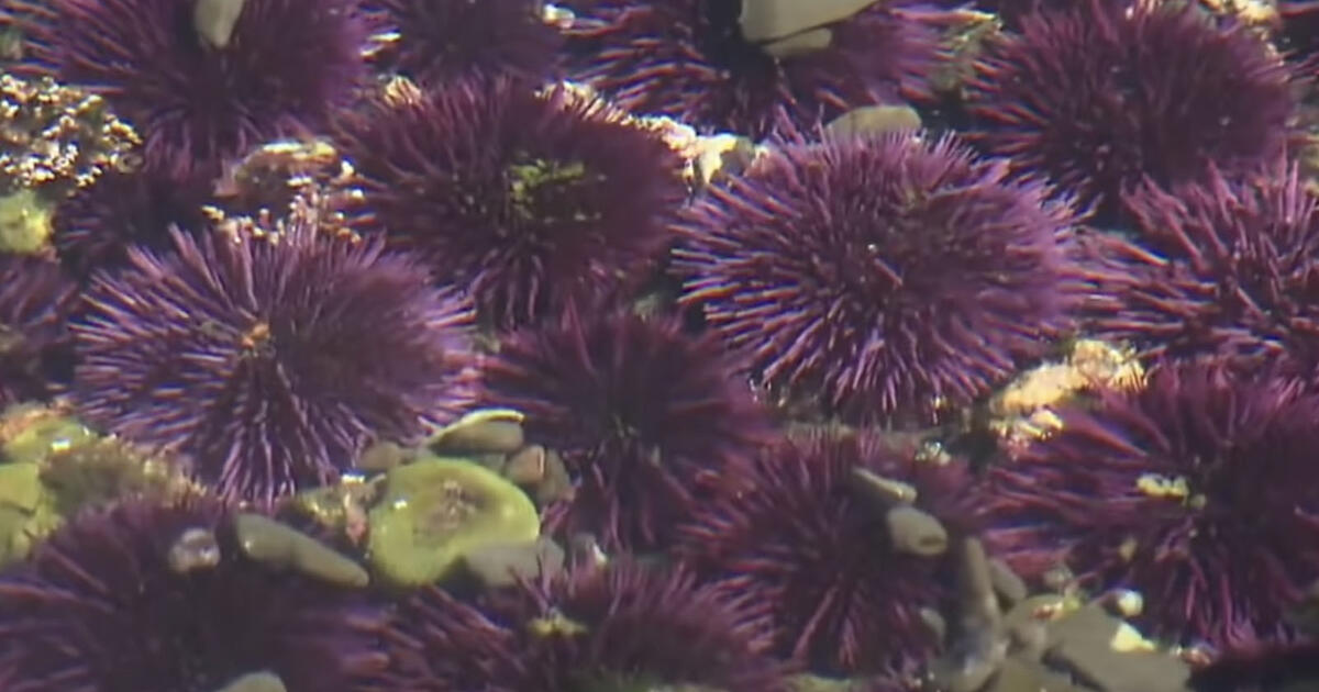 Acidic Oceans: Greenhouse Gases and a Decrease in pH | AMNH