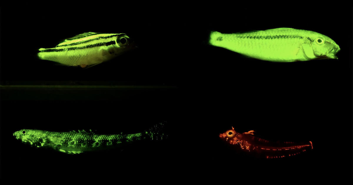 Biofluorescent Fish: Solomon Islands Expedition | AMNH