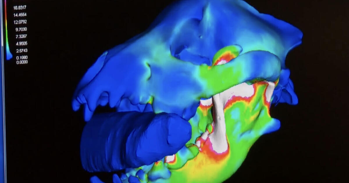 Skull X-Rays Reconstruct Extinct Carnivores’ Bite | AMNH