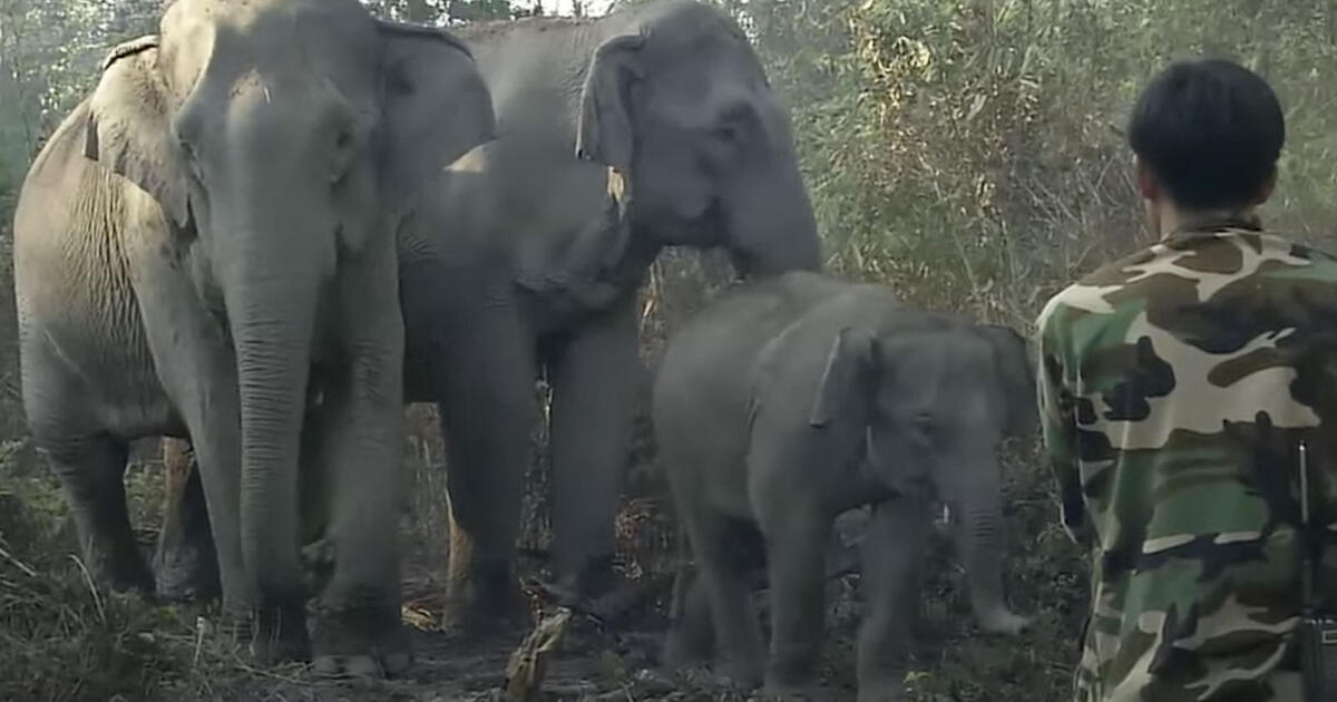 Reintroducing Asian Elephants to the Wild | AMNH