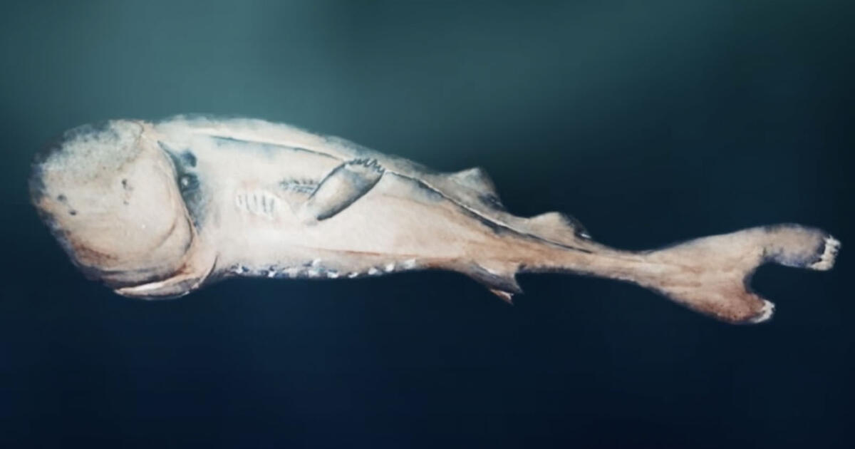 Digital Imaging to "Dissect" a Rare, Fragile Pocket Shark | AMNH