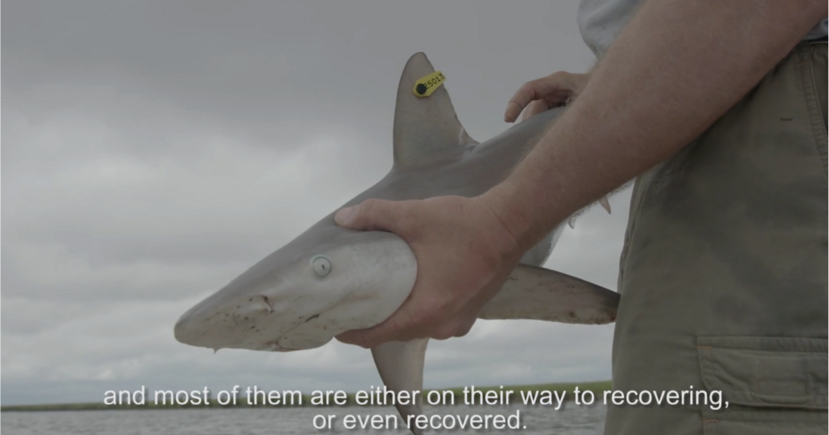 Marine Biologists Study Sharks to Help Species Rebound | AMNH