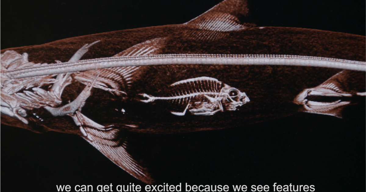 Living and Fossil Sharks: Evolutionary Overview | AMNH