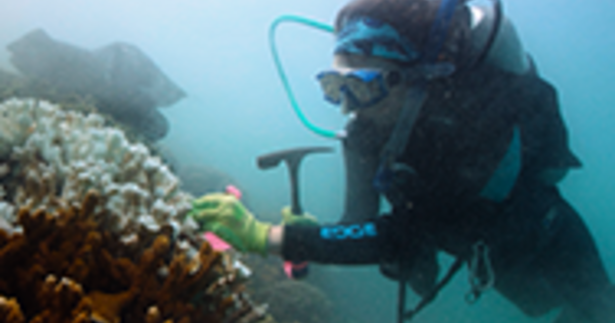 Super Corals: What Makes Them Resilient? | AMNH