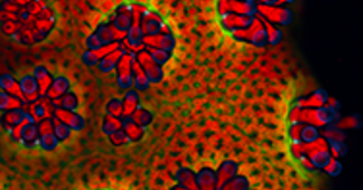 Super Corals and Algae: Dynamic Interaction | AMNH