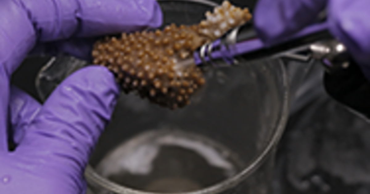 Super Corals: Can We Seed Them for Resilience? | AMNH